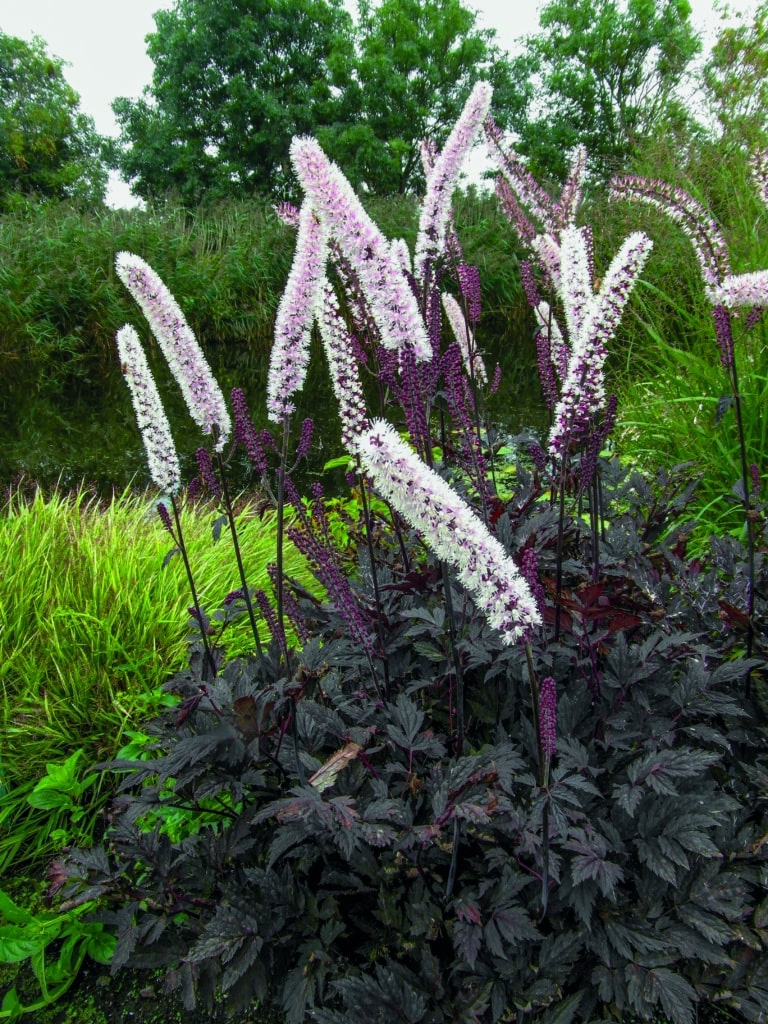 ACTAEA - Chocoholic' - Serres P.Brisebois & fils