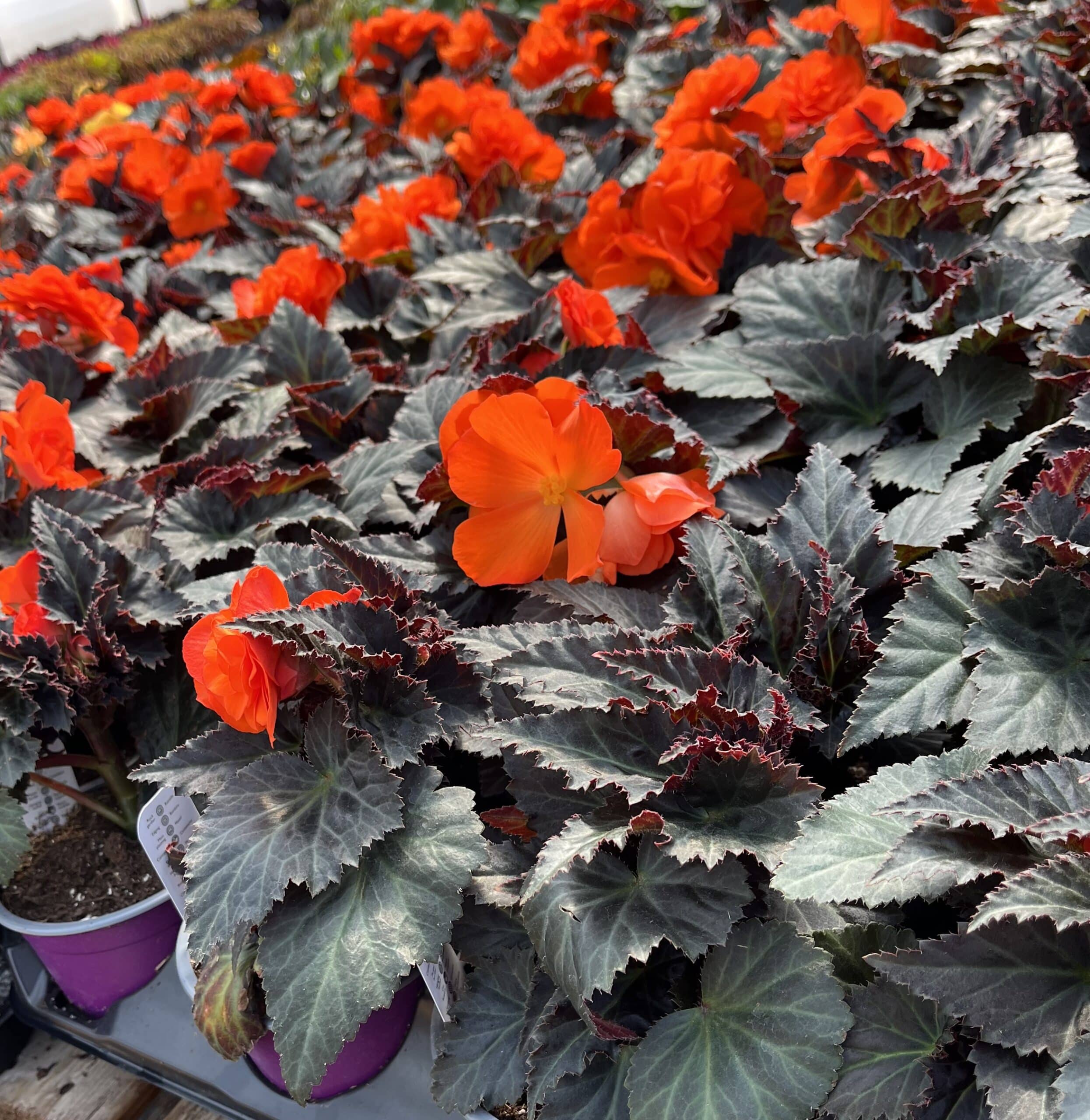 BÉGONIA - Iconia - Serres P.Brisebois & fils