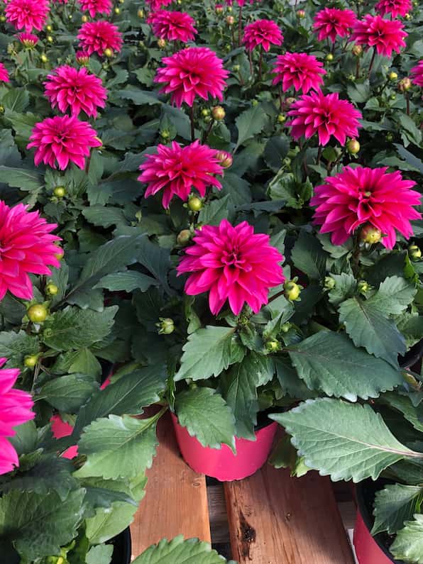 DALHIA MAGGIORE - Rose foncé - Serres P.Brisebois & fils