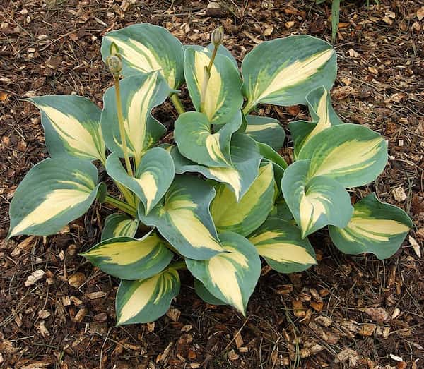 HOSTA - 'Dream Queen' - Serres P.Brisebois & fils