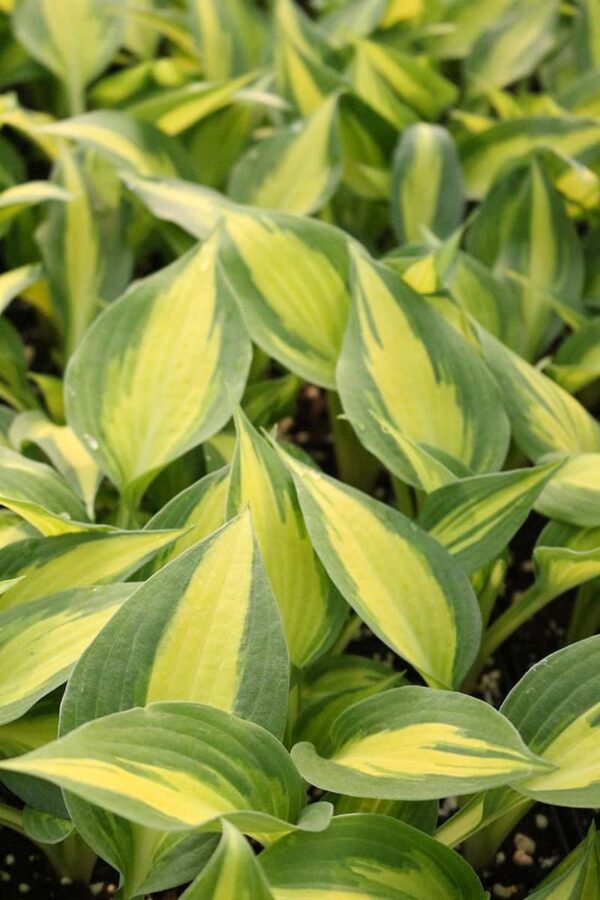 HOSTA - 'Forbidden Fruit ' - Serres P.Brisebois & fils