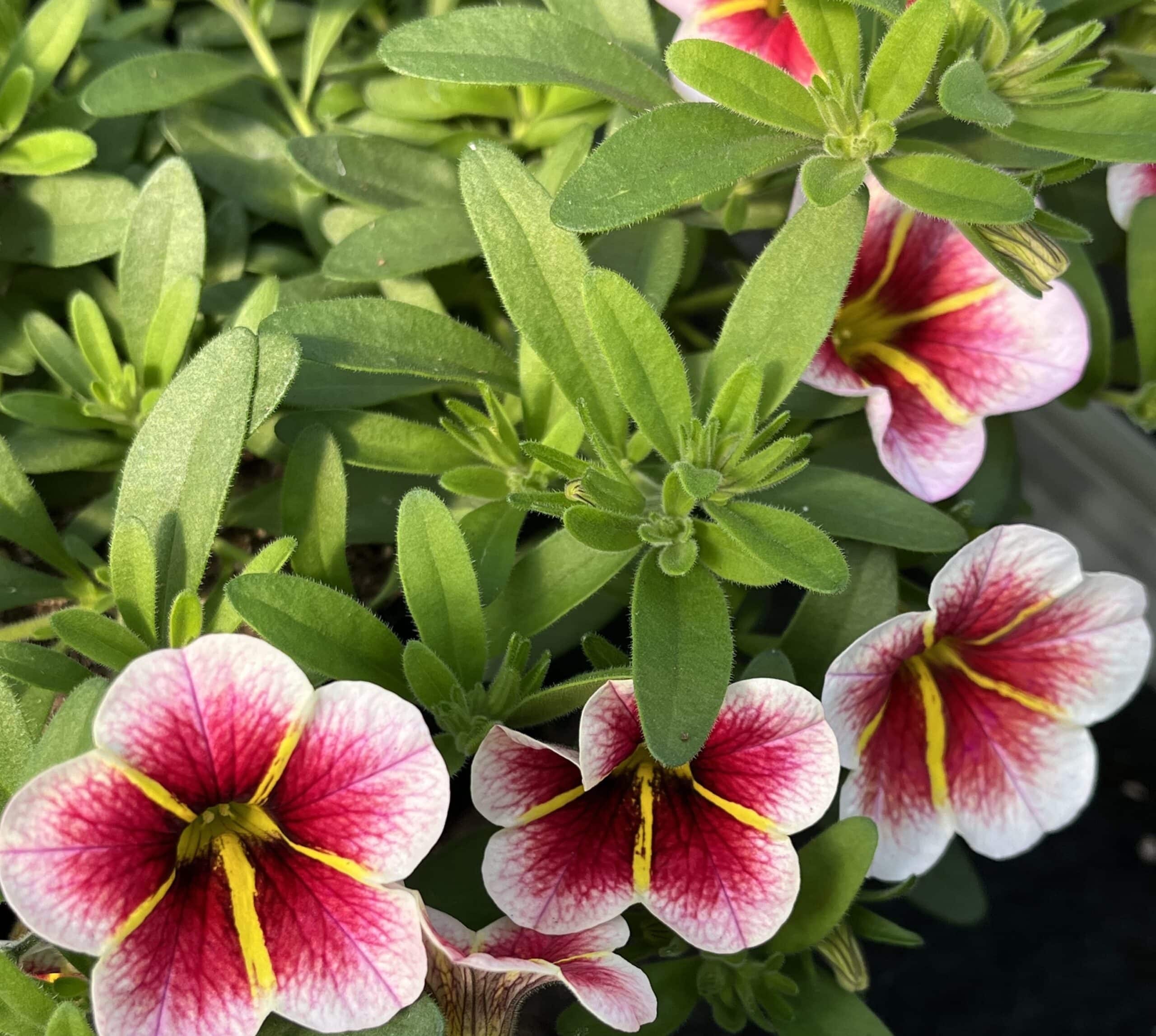CALIBRACHOA - Calitastic cappuccino - Serres P.Brisebois & fils