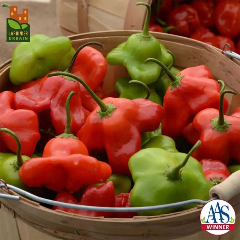 Archives des Légumes - Serres P.Brisebois & fils