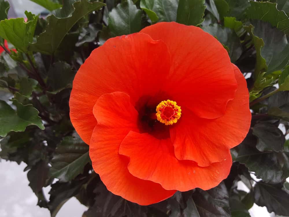 HIBISCUS - Wind Fire - Serres P.Brisebois & fils