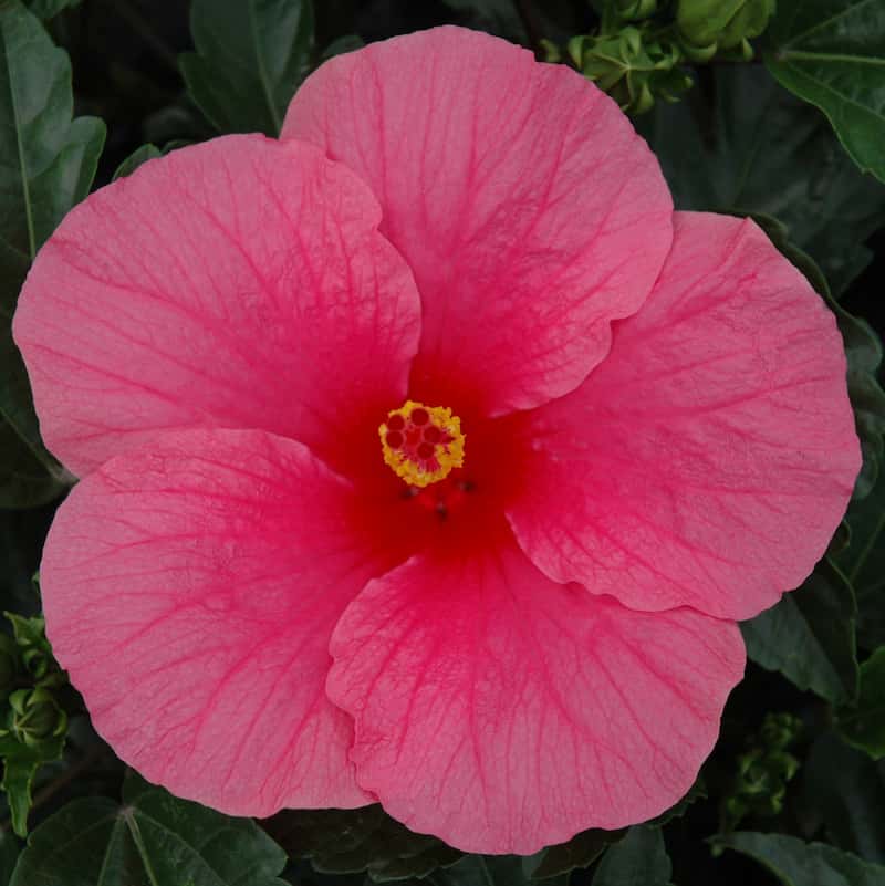 HIBISCUS - Pink Punch - Serres P.Brisebois & fils