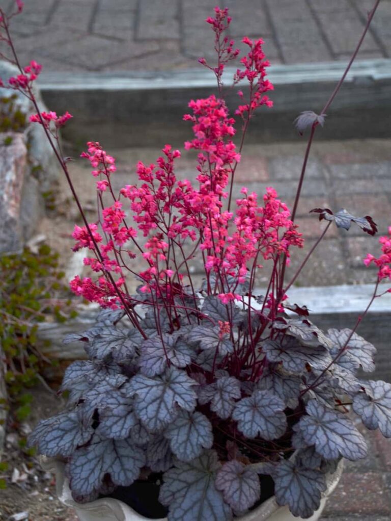 HEUCHERA - 'Timeless Treasure' - Serres P.Brisebois & fils