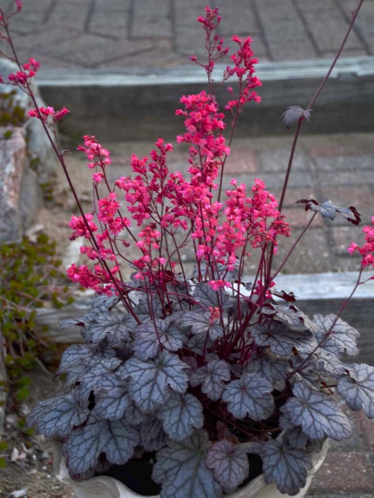 HEUCHERA - 'Timeless Treasure' - Serres P.Brisebois & fils